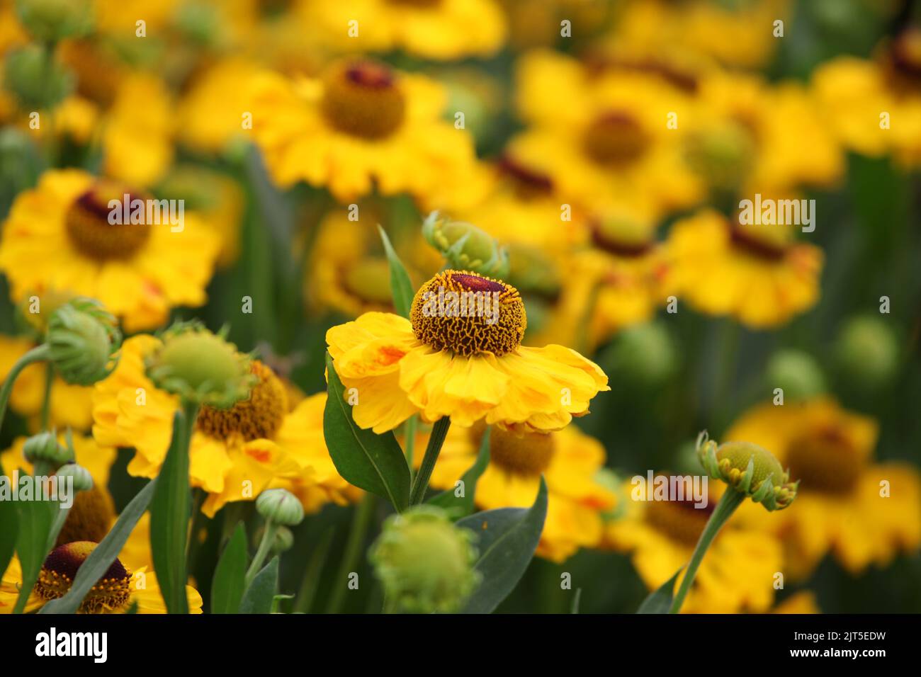 Helenium el dorado hi-res stock photography and images - Alamy