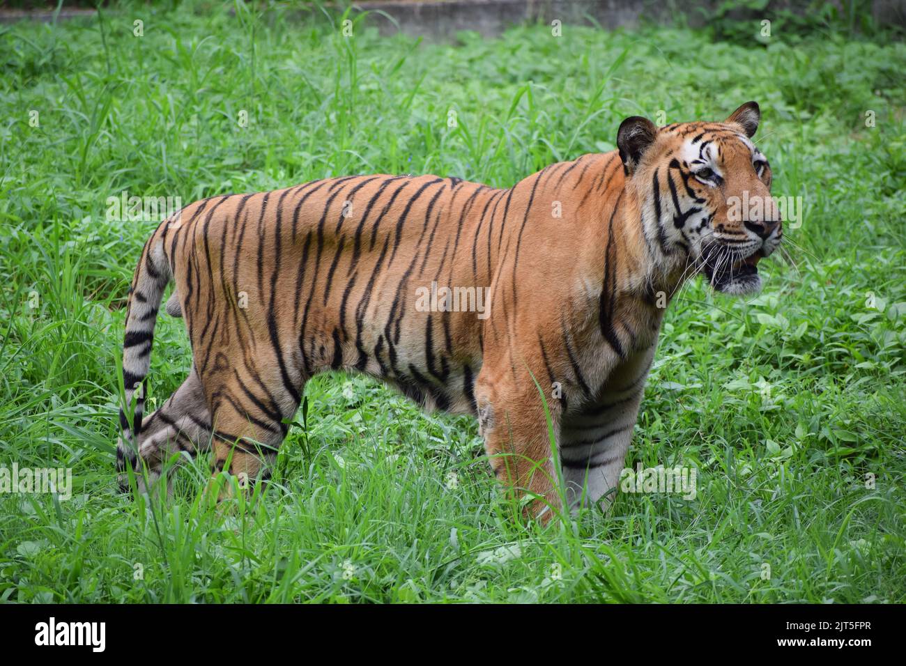 Indian tiger is standing on a grass field looking away from the camera ...