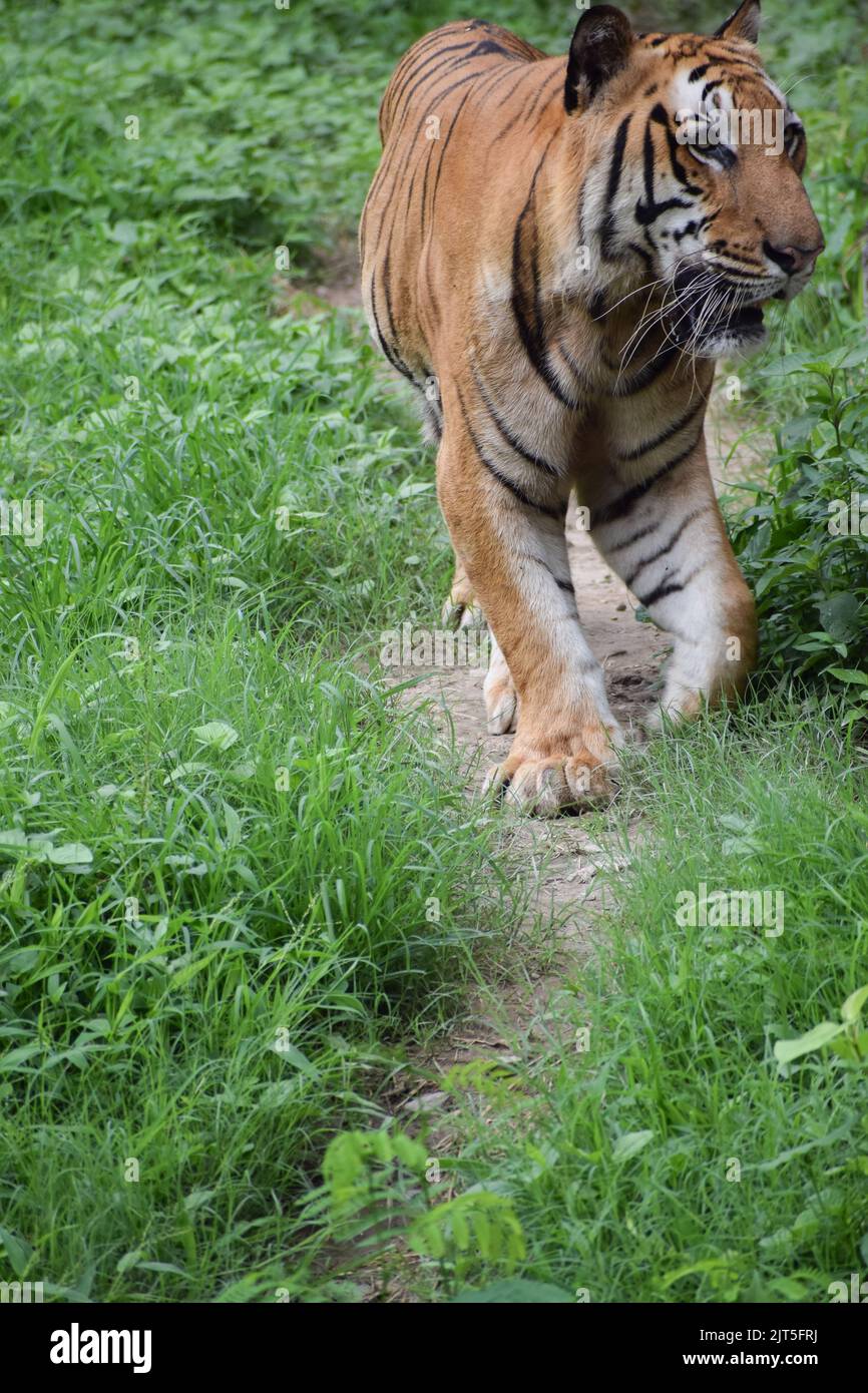 Indian tiger is standing on a grass field looking away from the camera ...