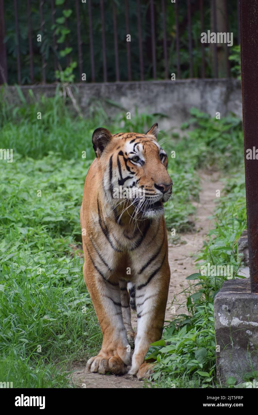 Indian tiger is standing on a grass field looking away from the camera ...