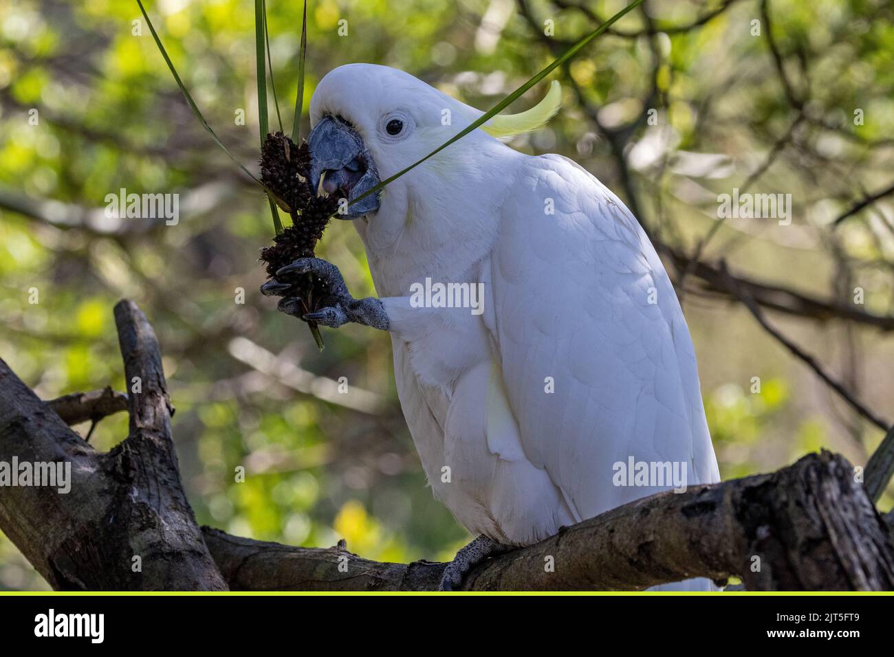 Sulphur-crested Cockatoo feeding on Sedge seeds Stock Photo - Alamy