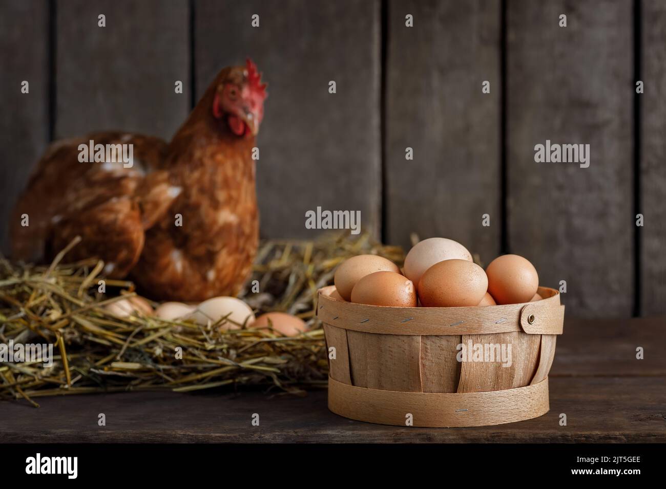 red laying hen in nest inside a wooden chicken coop and basket of eggs ...