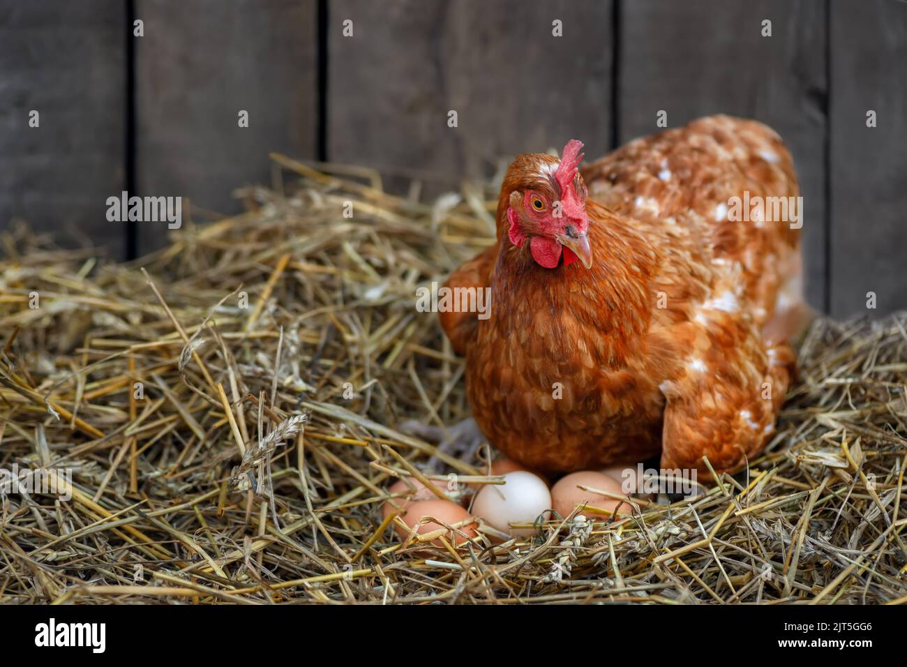 hen hatching eggs in nest of straw inside a wooden chicken coop Stock ...