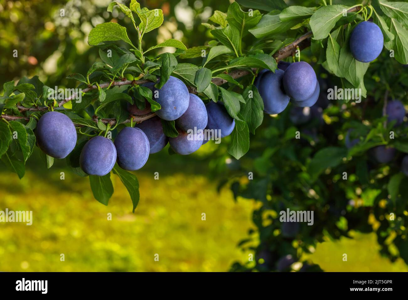 Plum plantation hi-res stock photography and images - Alamy