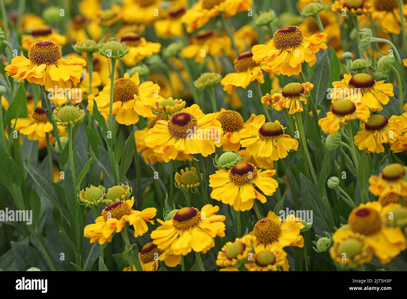 Floral dorado hi-res stock photography and images - Alamy