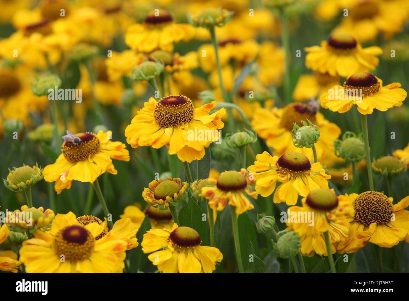 Helenium el dorado hi-res stock photography and images - Alamy