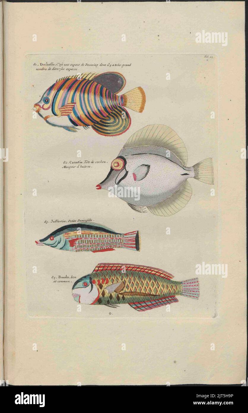 UB Utrecht - Louis Renard - 1782 - Natuurlyke Historie - page 94 Stock ...