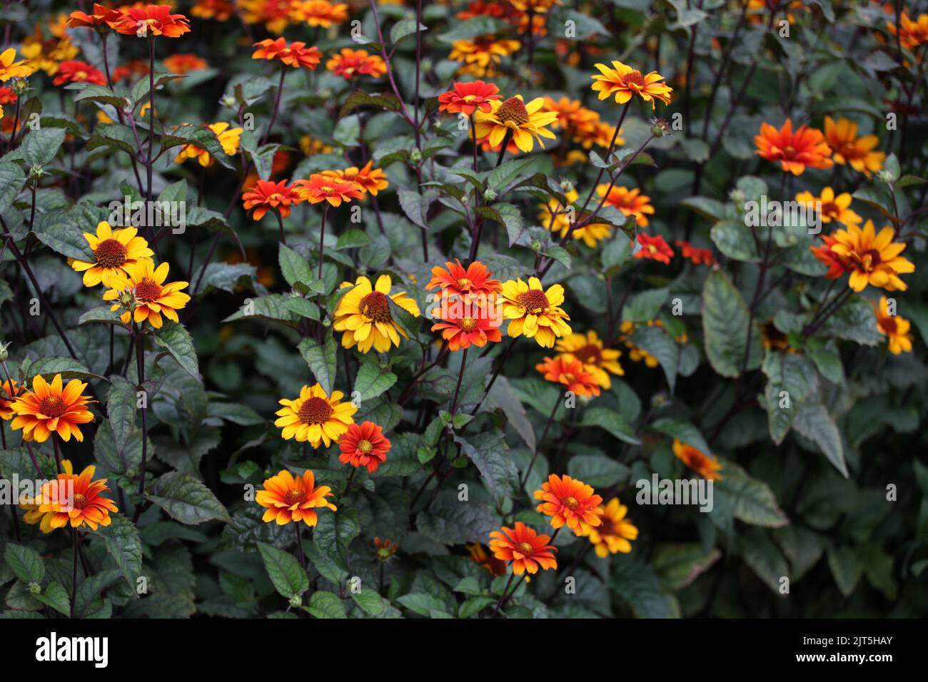 Heliopsis helianthoides 'Bleeding Hearts' in flower Stock Photo - Alamy