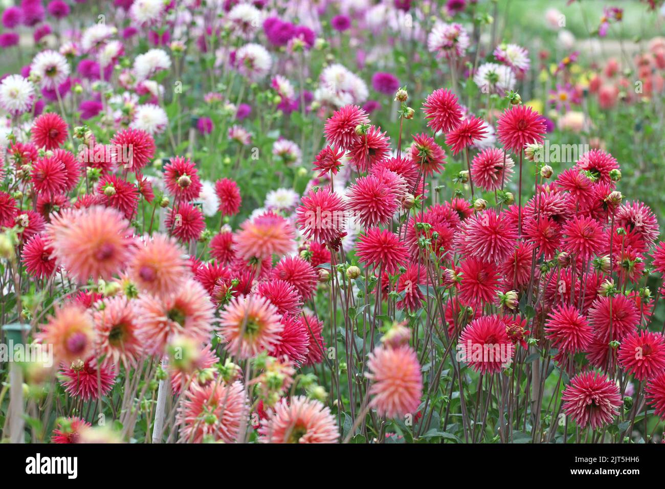 Dahlia 'Josudi Hercules' in flower Stock Photo - Alamy