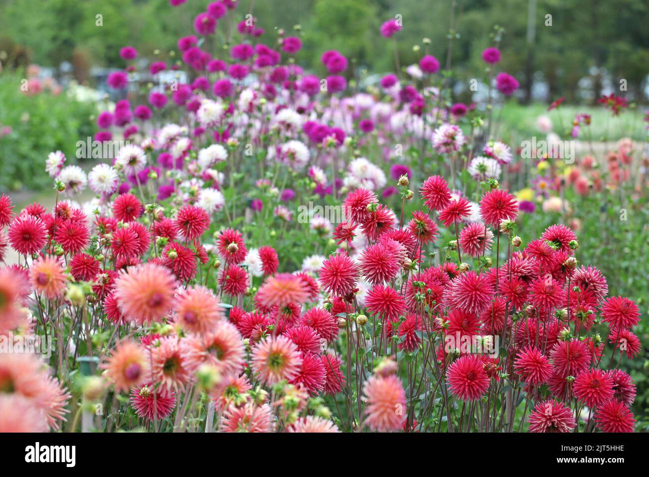 Dahlia 'Josudi Hercules' in flower Stock Photo - Alamy