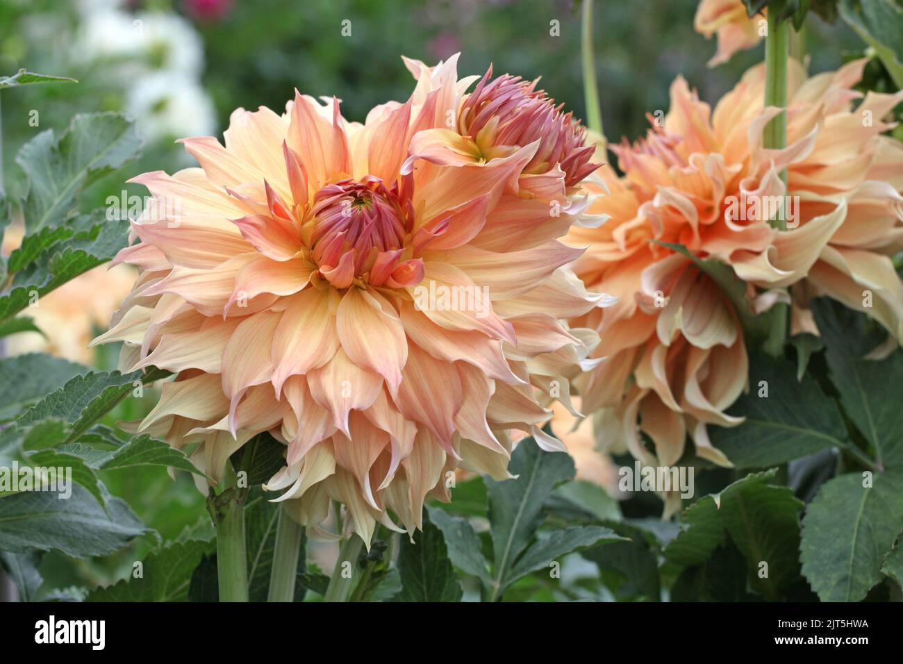 Aggie hi-res stock photography and images - Alamy