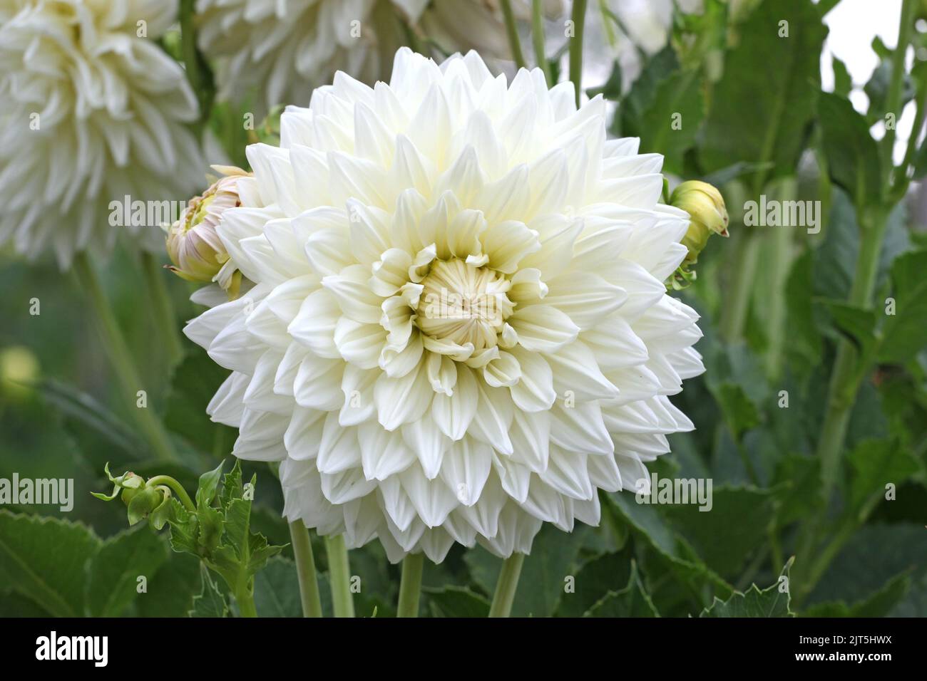 Milly hi-res stock photography and images - Alamy