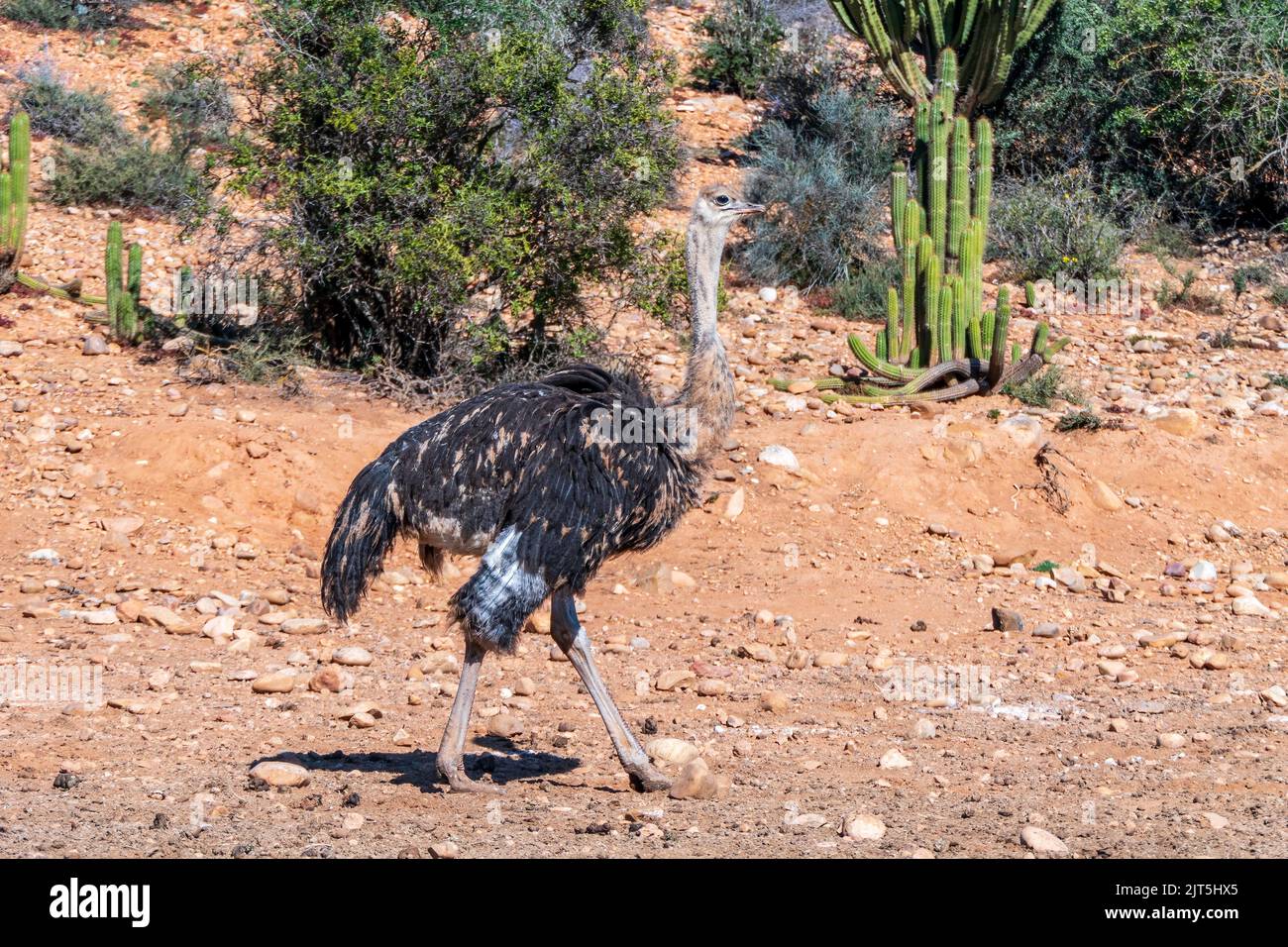 African common ostrich wild bird close up. South Africa Stock Photo - Alamy