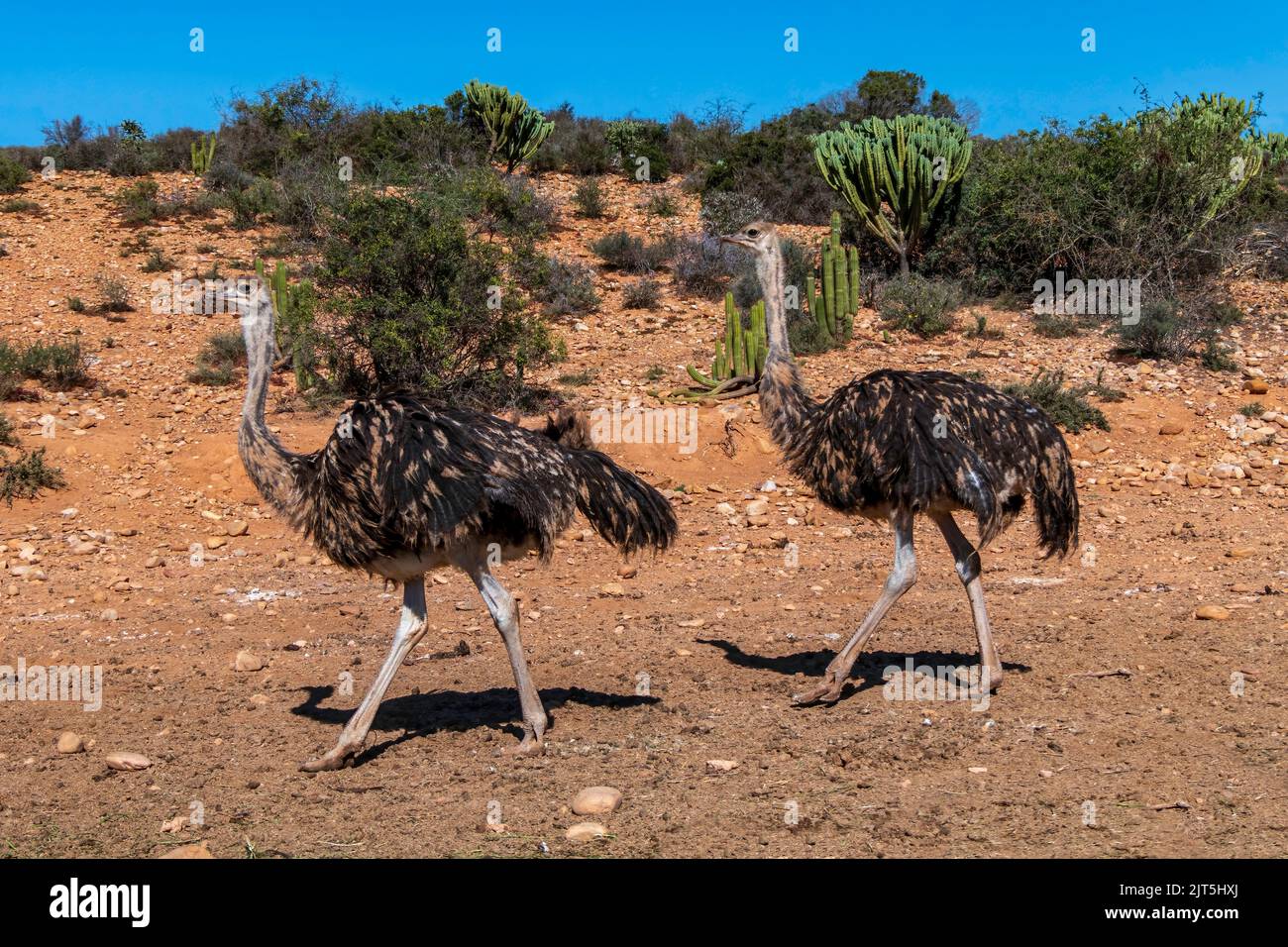 African common ostrich wild bird close up. South Africa Stock Photo - Alamy