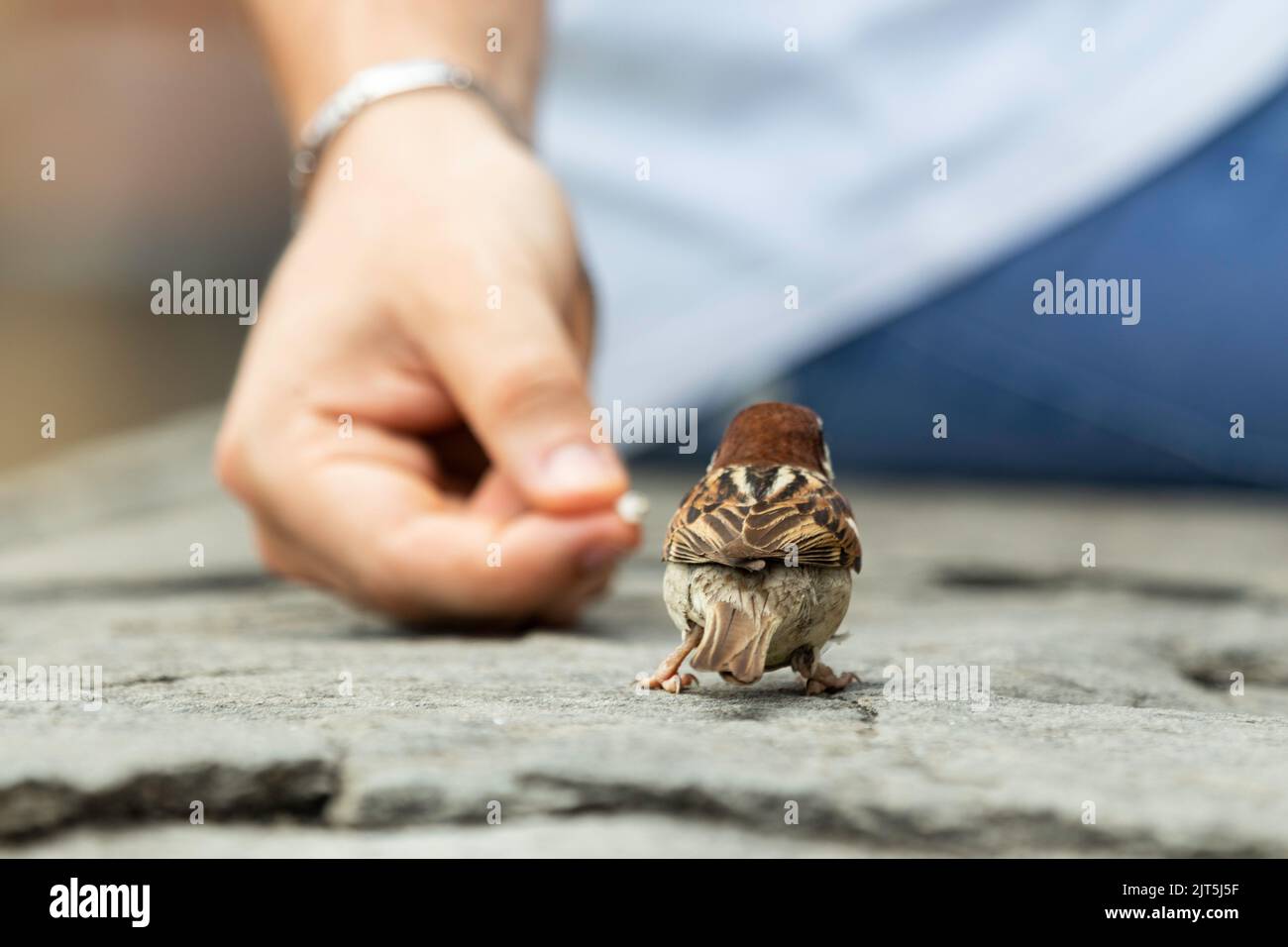 A closeup of a man's hand feeding an adorable tiny sparrow bird Stock Photo - Alamy