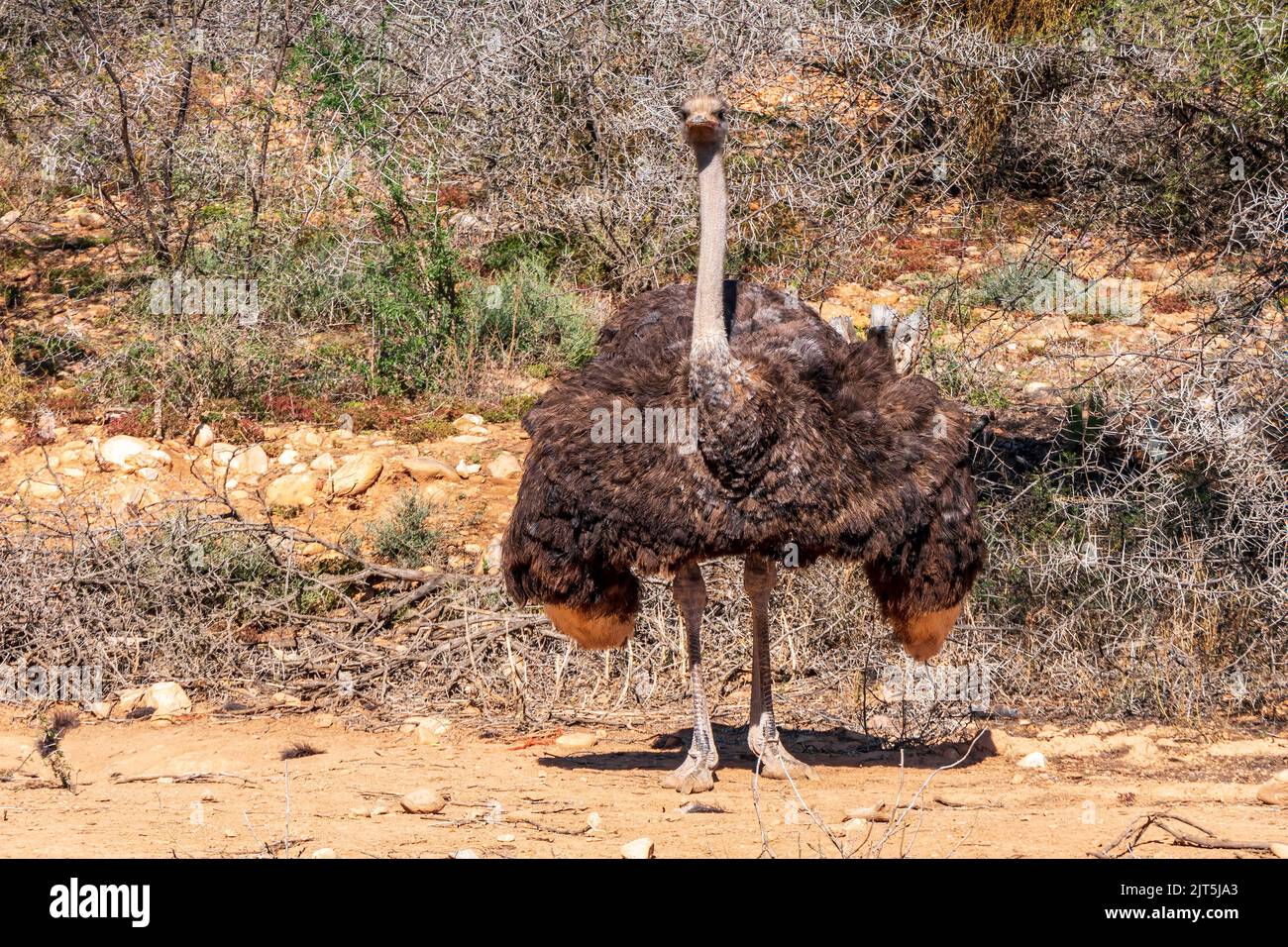 African common ostrich wild bird close up. South Africa Stock Photo - Alamy