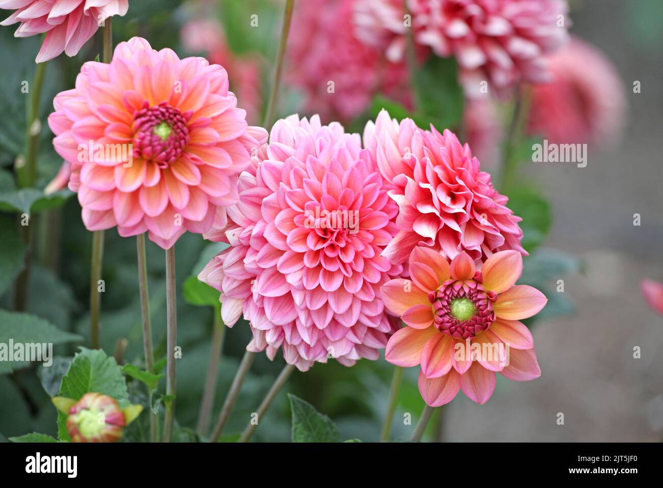Dahlia 'Salmon Runner' in flower Stock Photo - Alamy
