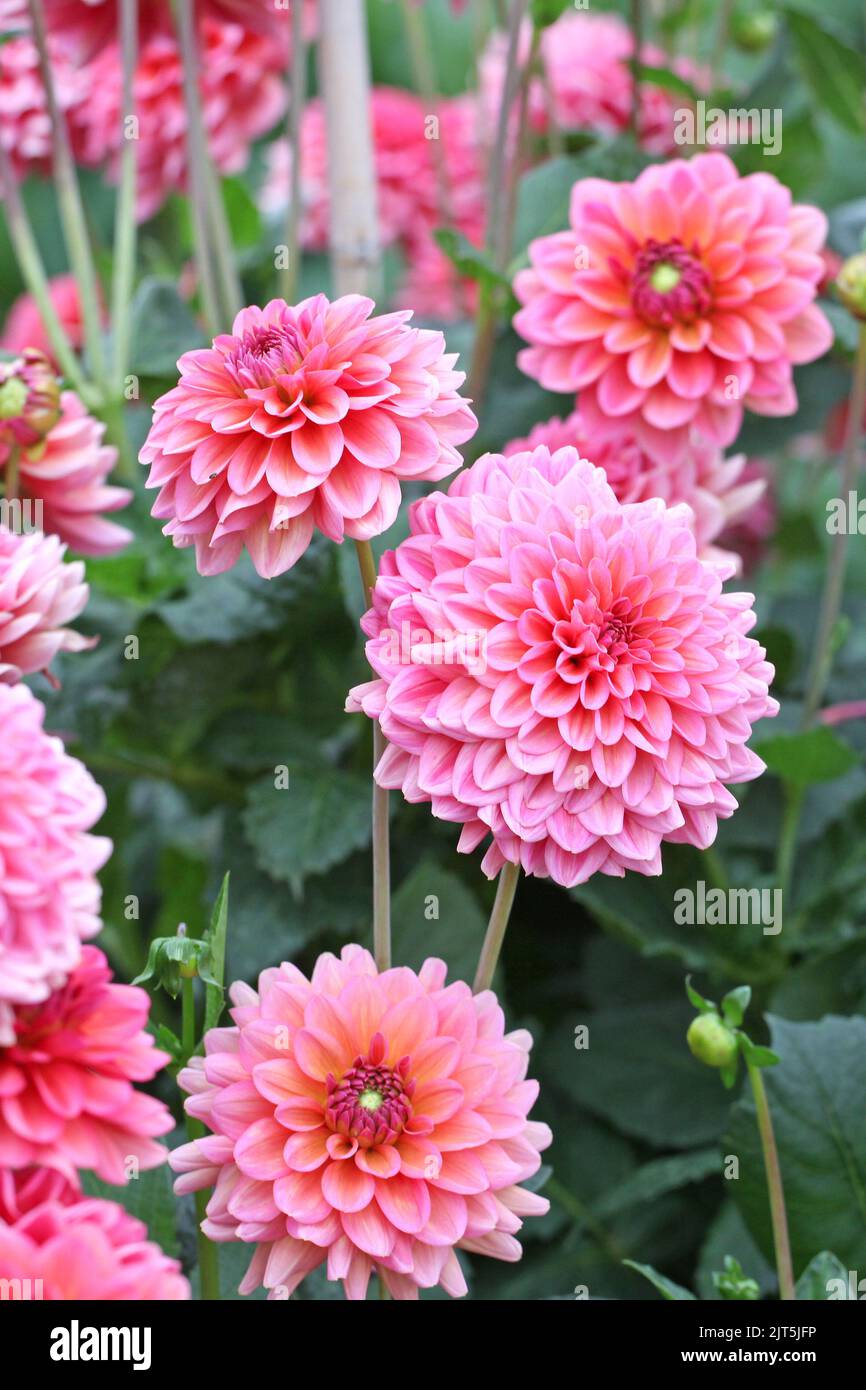 Dahlia pink runner hi-res stock photography and images - Alamy