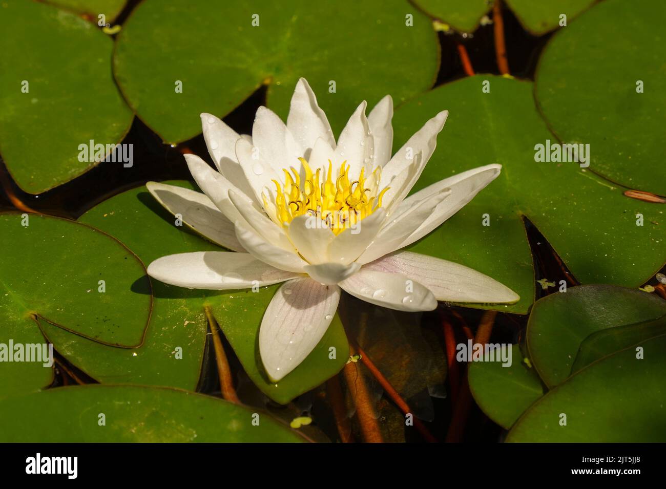 Lily lilies white petals hi-res stock photography and images - Alamy