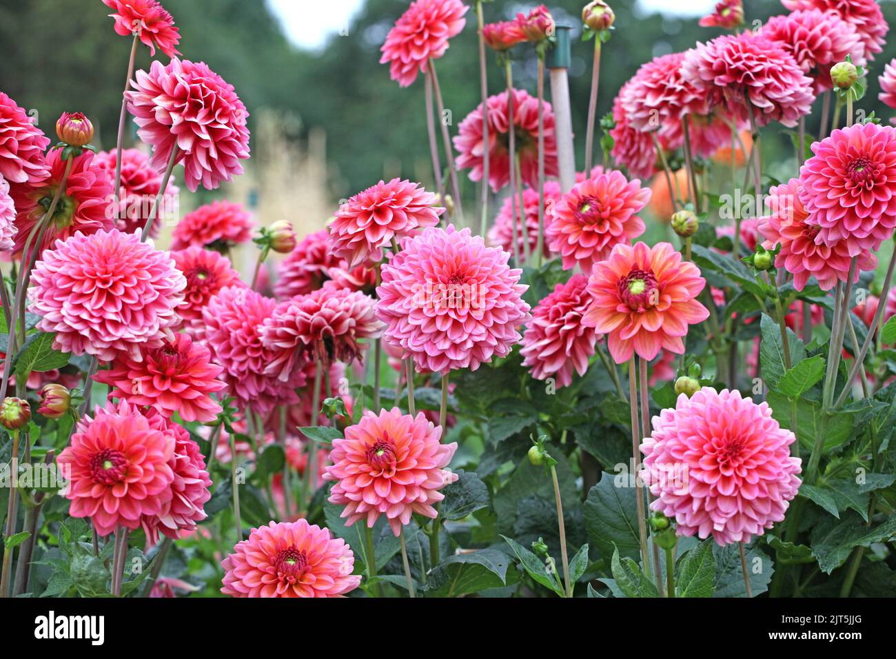 Dahlia 'Salmon Runner' in flower Stock Photo - Alamy