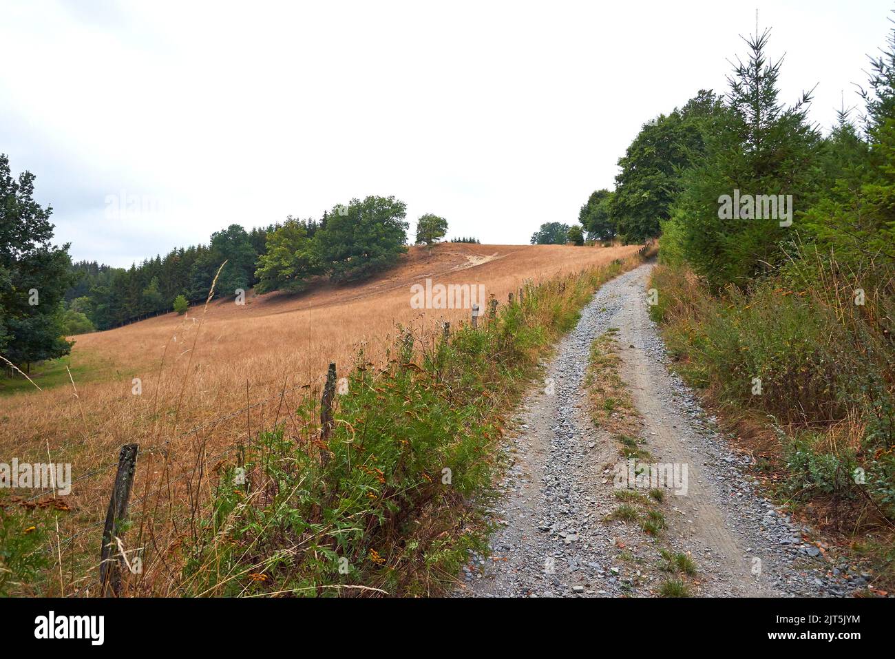 Rural path and barbed wire fence against burned meadows in Ardennes ...