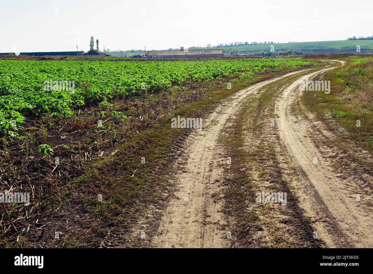 Ukrainian Green Field of wheat, blue sky and sun, white clouds ...