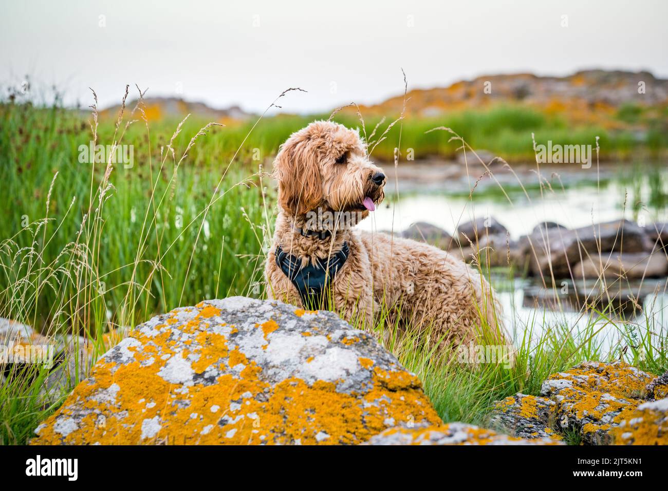 dog on the beach at coastline of batlic sea on Bornholm, Denmark Stock ...