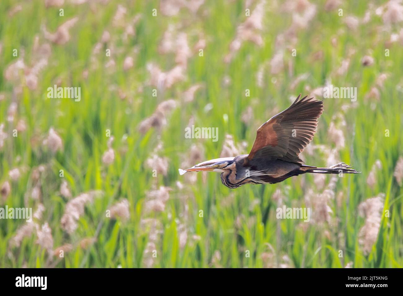 A brown bird flying above the tall grasses Stock Photo - Alamy