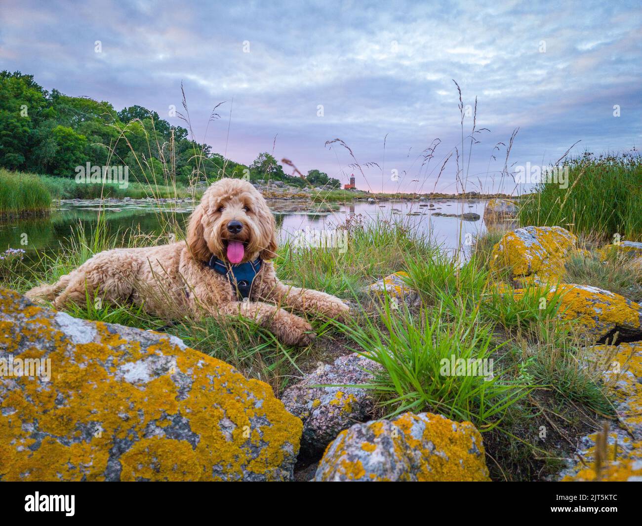 dog on the beach at coastline of batlic sea on Bornholm during dusk ...