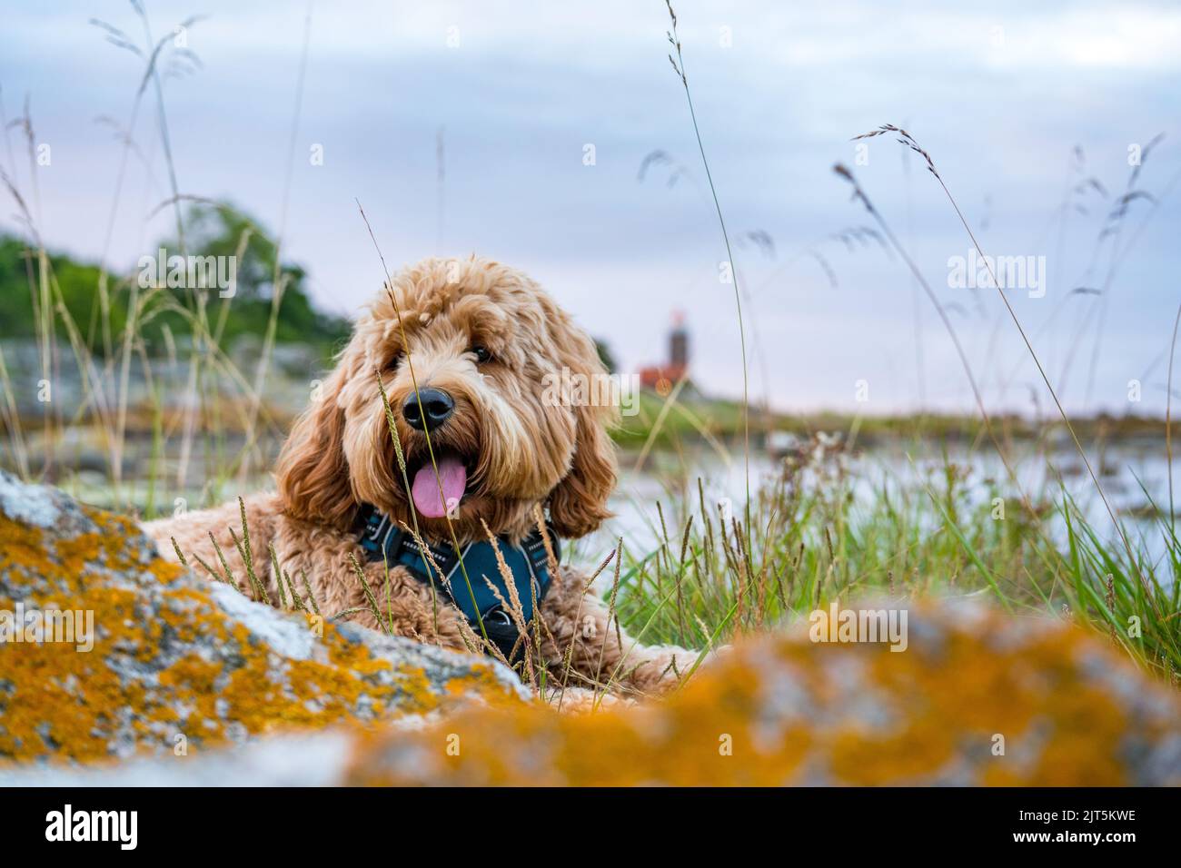 golden doodle on the coastline of batlic sea on Bornholm with ...