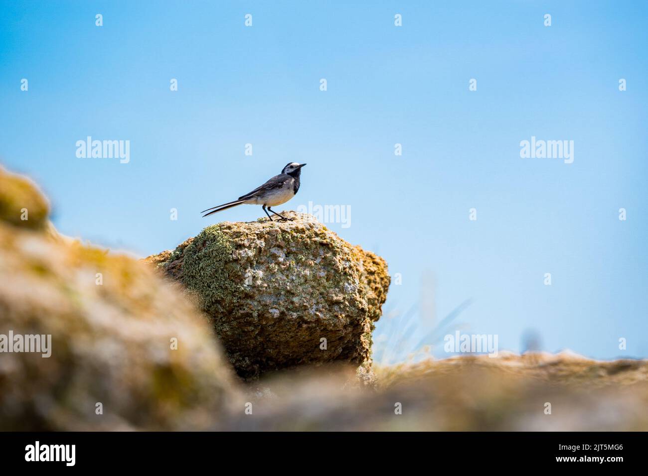 bird on the rock of bornholm coastline, denmark Stock Photo - Alamy
