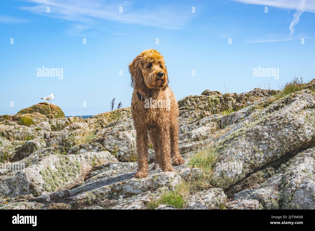 brown golden doodle dog standing at coastline with seagulls in ...