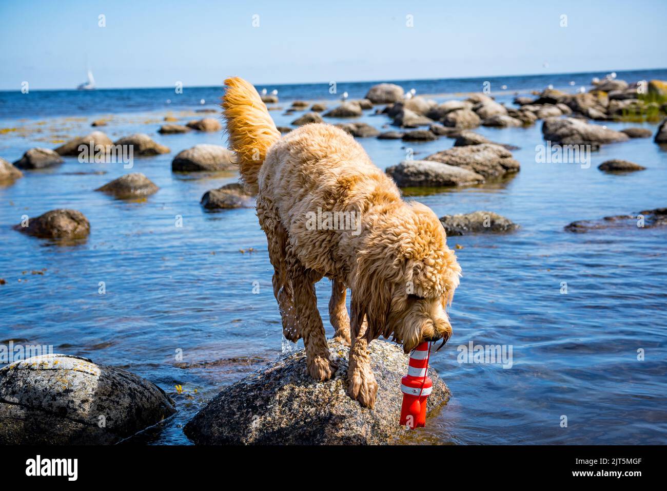 Goldendoodle fetch hi-res stock photography and images - Alamy