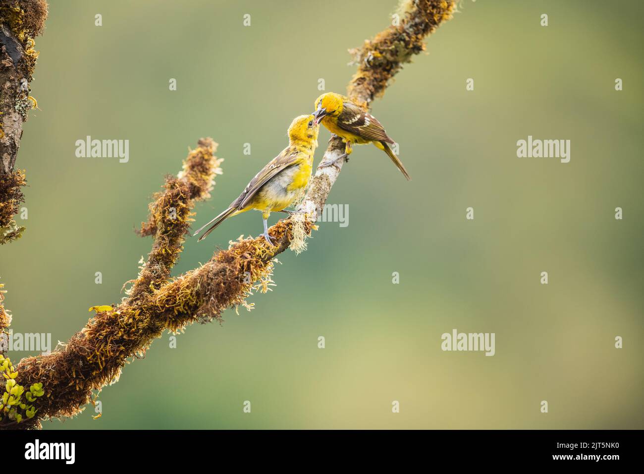 A female flame coloured tanager feeding her chick perched on a branch ...