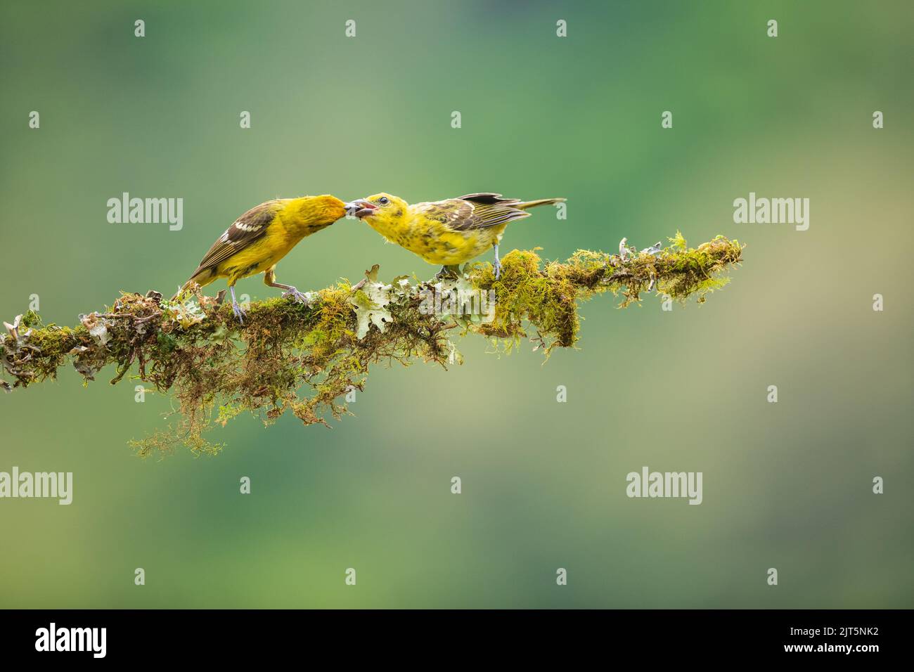 A female flame coloured tanager feeding her chick perched on a branch ...