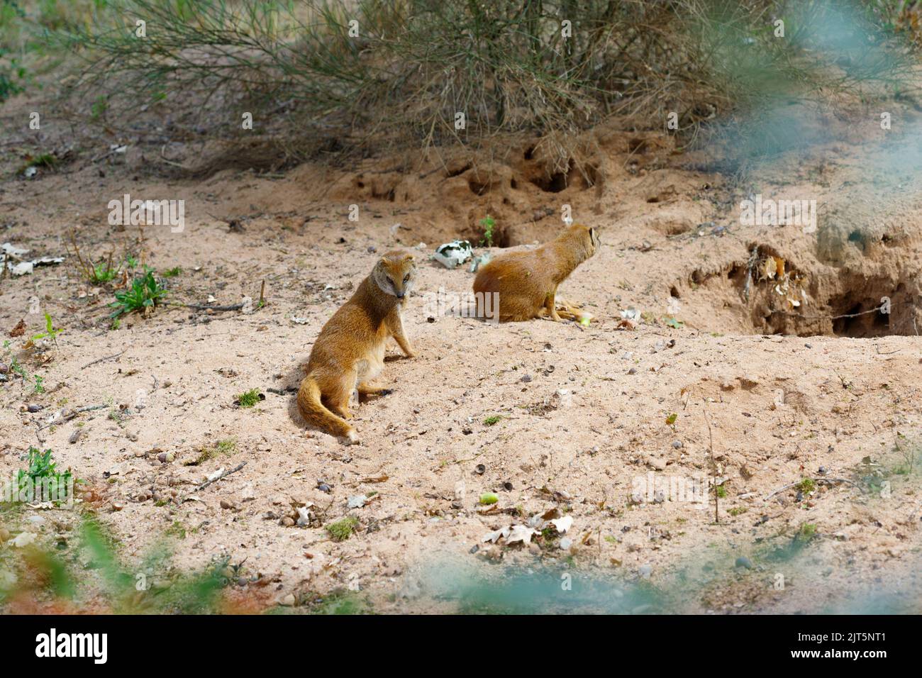 The meerkat (Suricata suricatta) or suricate is a small mongoose found ...
