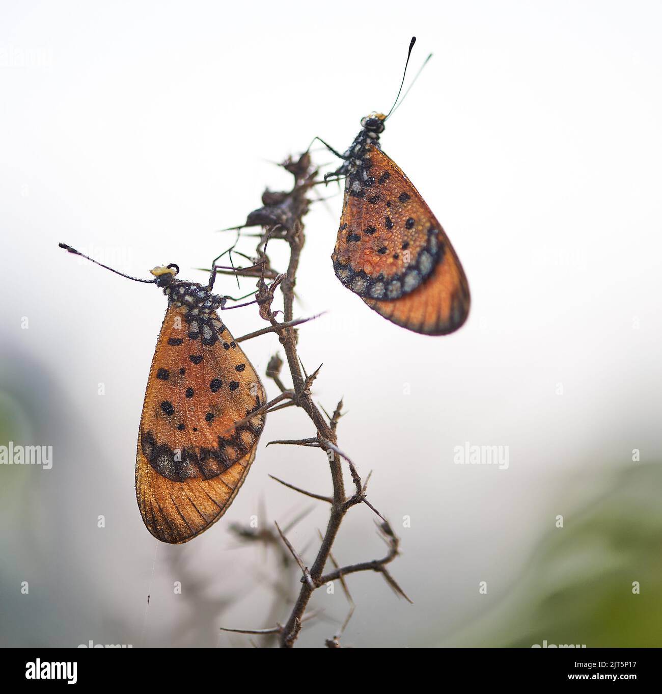 Monarch butterfly on dew hi-res stock photography and images - Alamy