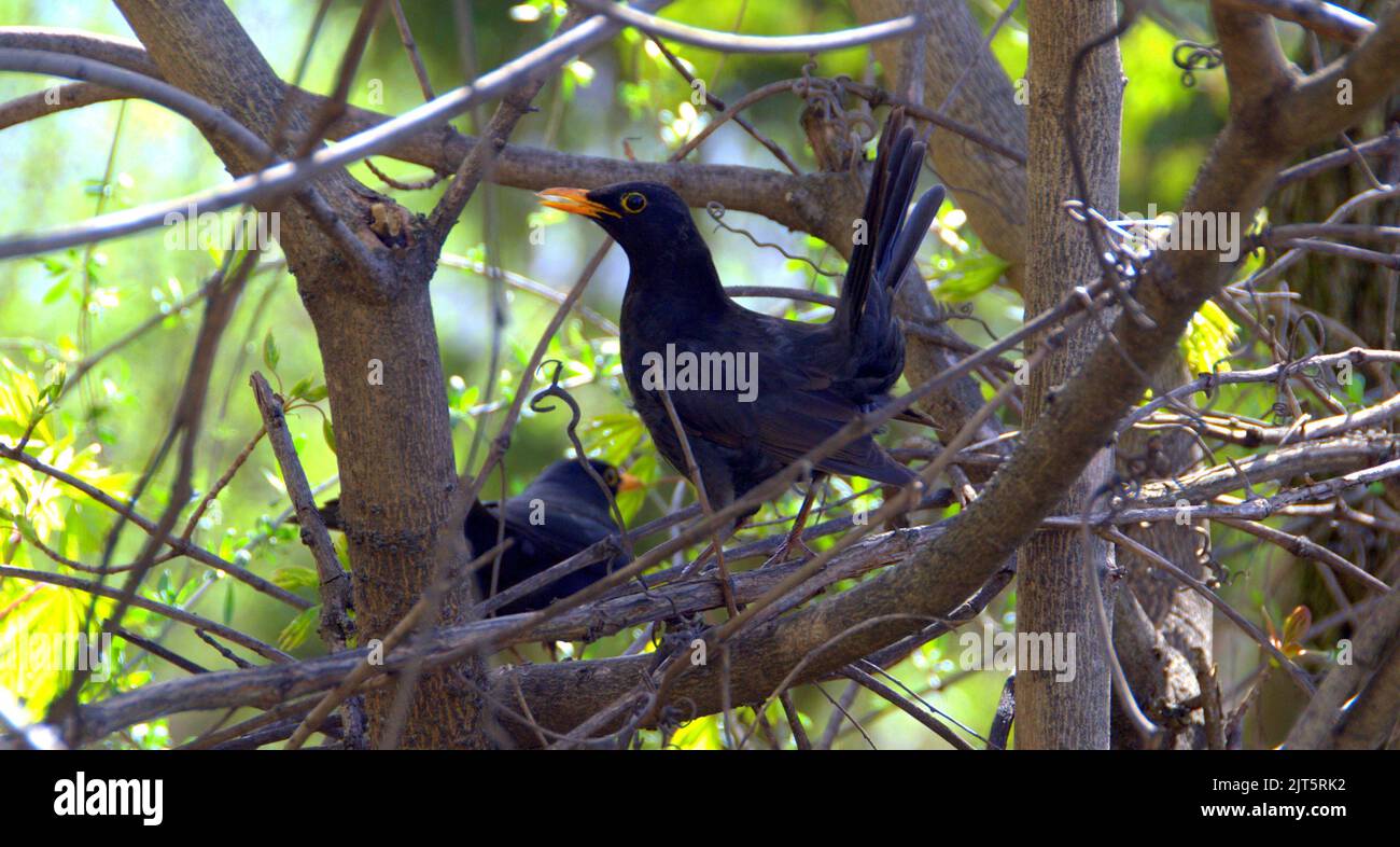 Two blackbirds perching on tree branches on a sunny day Stock Photo - Alamy