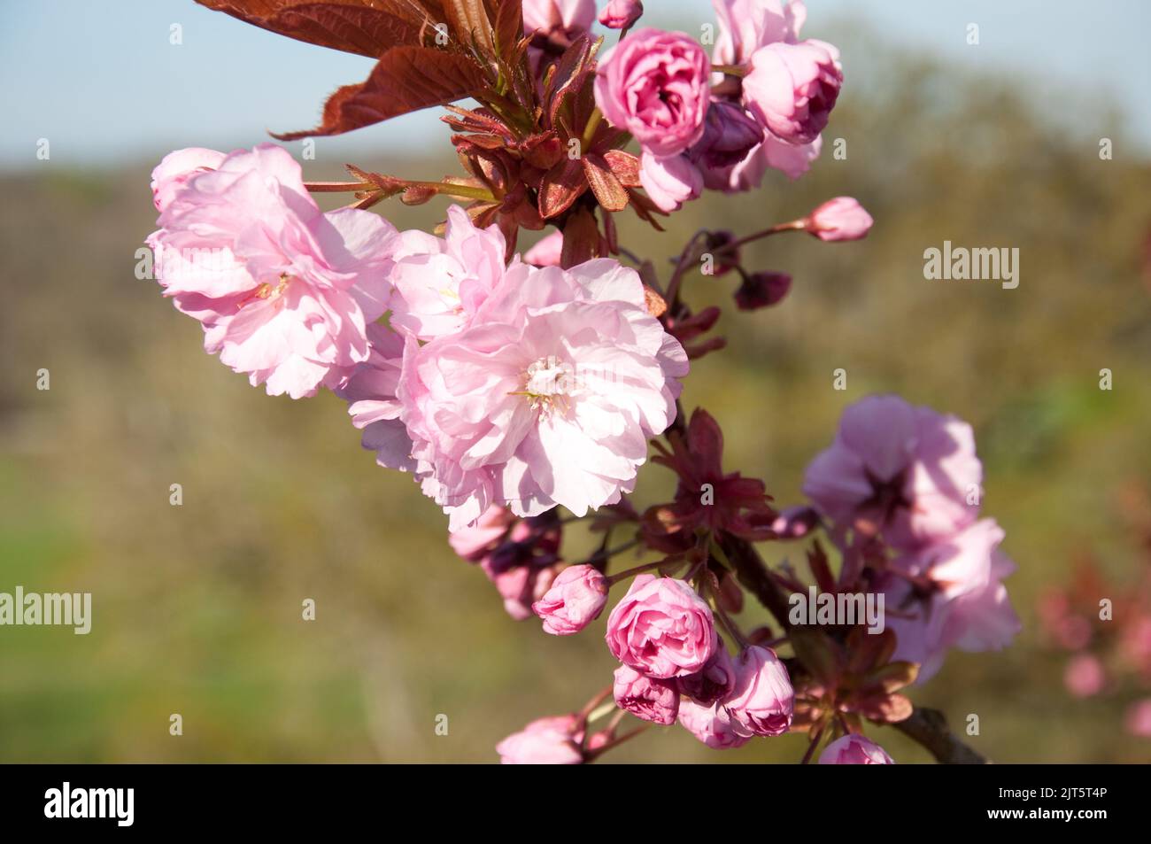 Cherry Blossom, Gardens, Mount Juliet Estate (Hotel and Golf Course ...