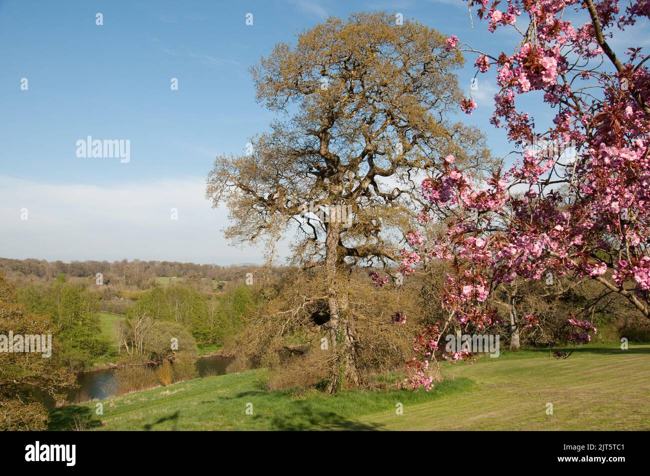 Cherry Blossom, Gardens, Mount Juliet Estate (Hotel and Golf Course ...