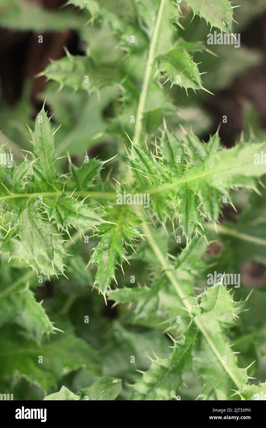 Typical common dandelion weed with lots of painful thorns Stock Photo ...
