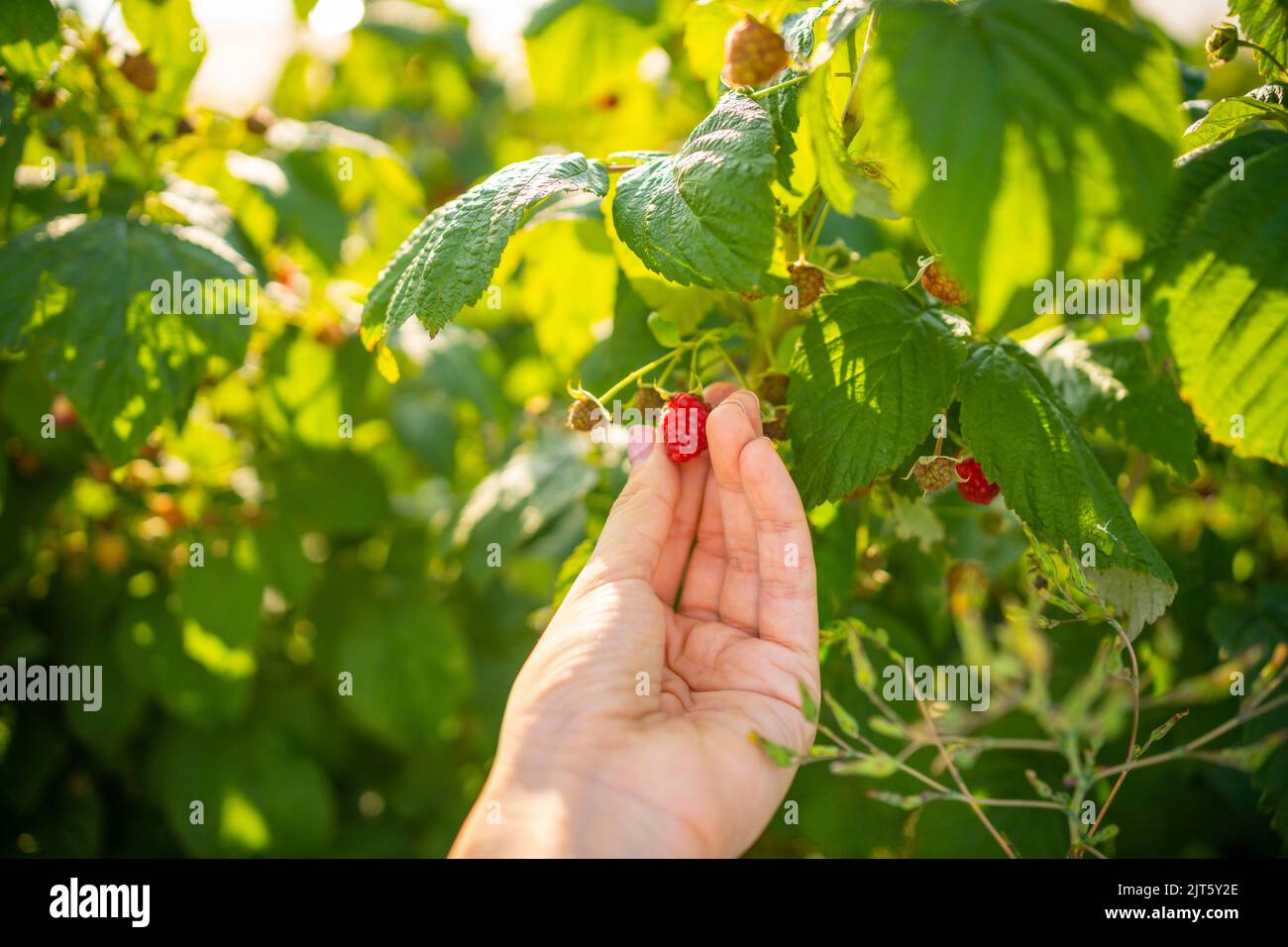 Branches of ripe red juicy raspberry in raspberry self-picking ...