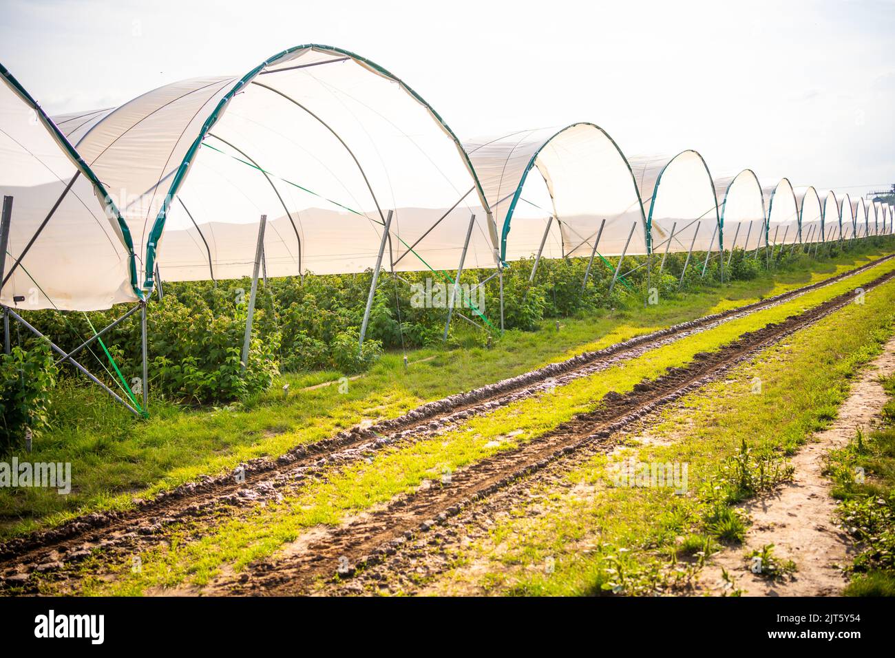 Branches of ripe red juicy raspberry in raspberry self-picking ...