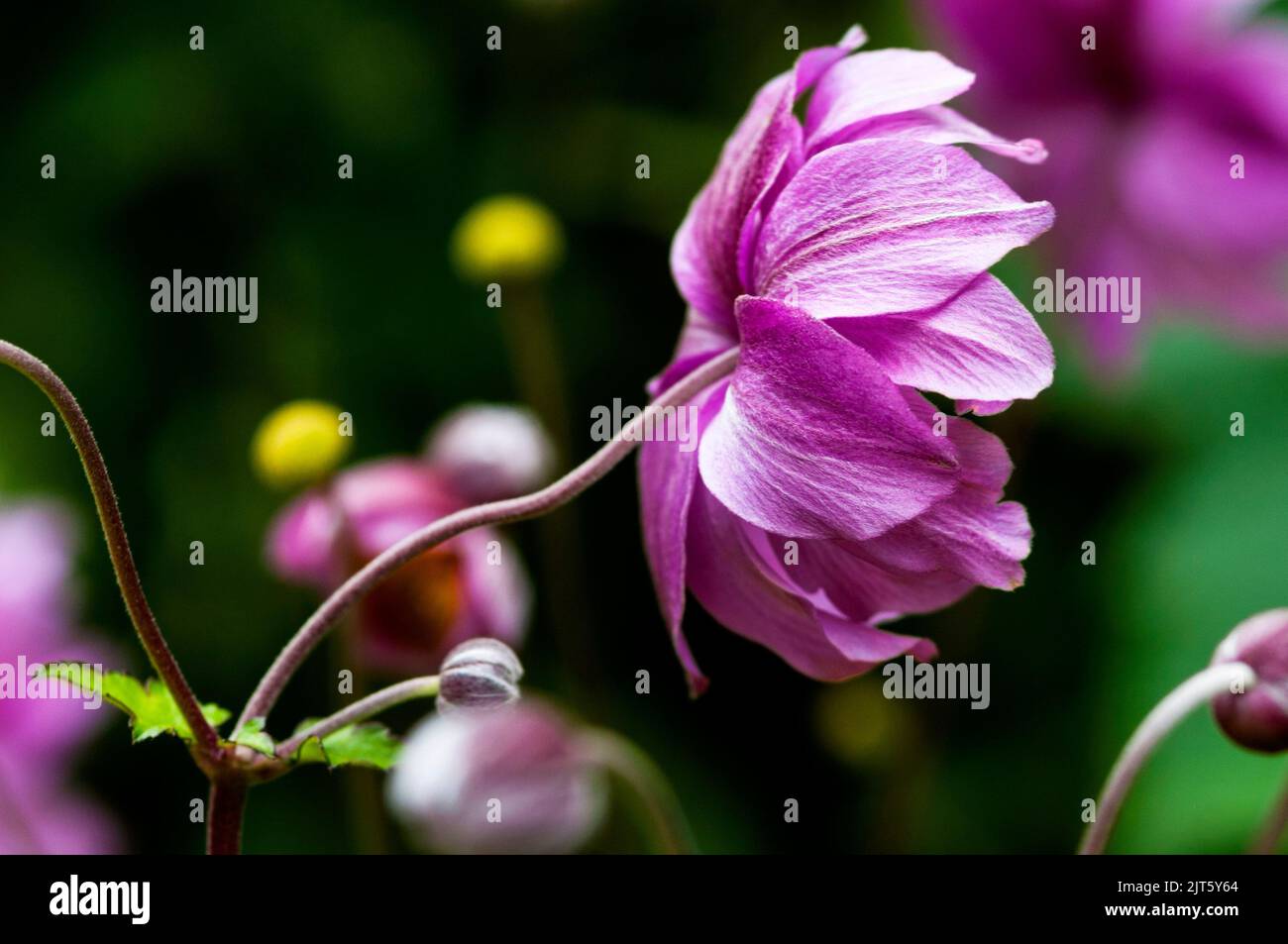 Powerscourt japanese garden hi-res stock photography and images - Alamy