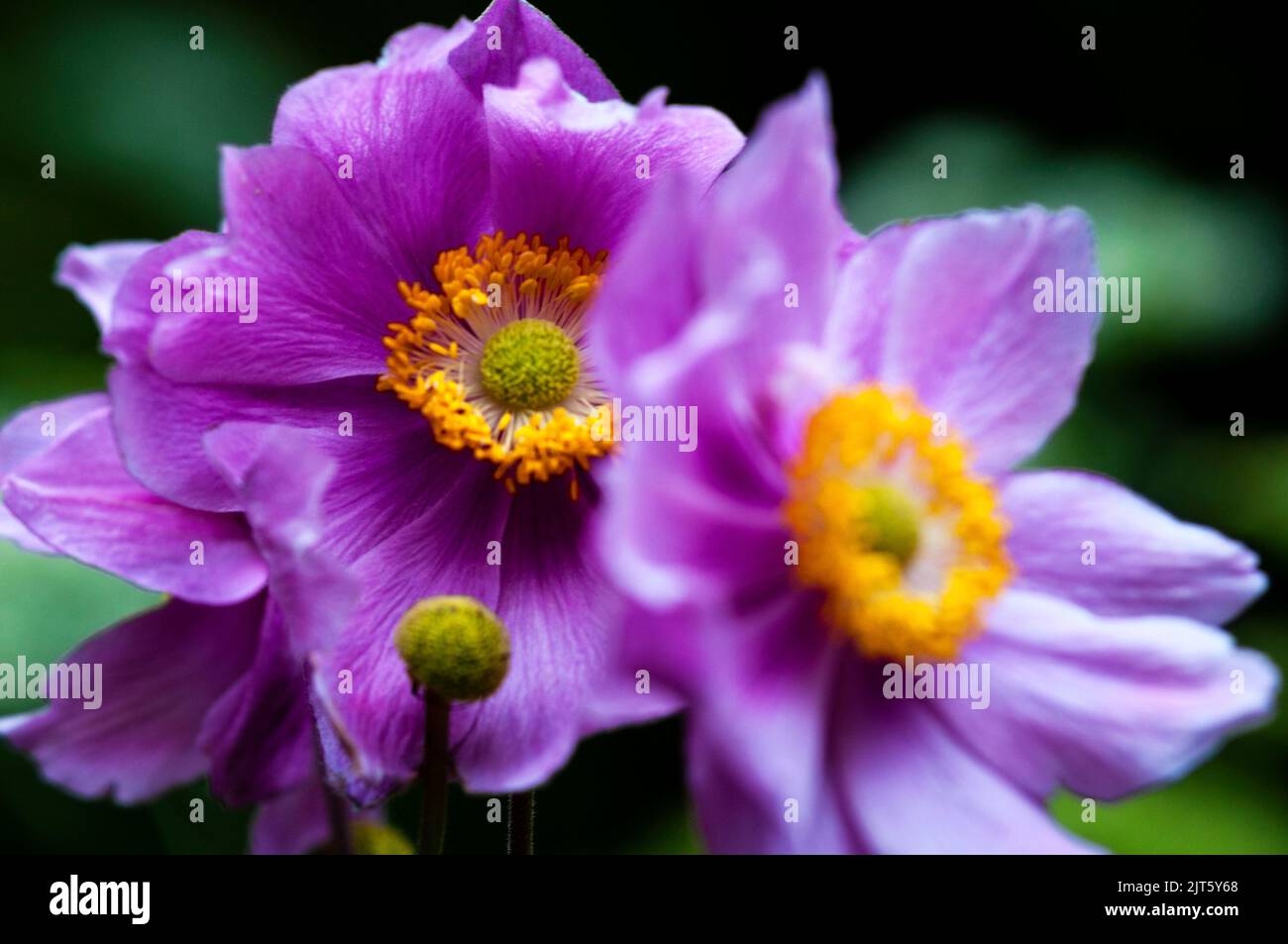 Japanese Anemone in the Japanese Garden at Powerscourt Gardens in ...