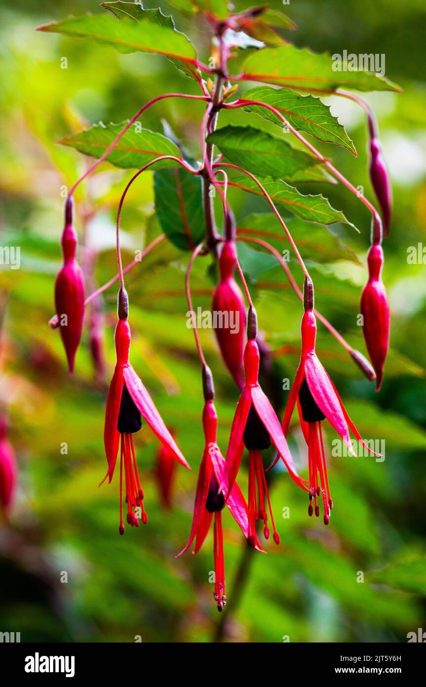 Hot fuchsia hi-res stock photography and images - Alamy