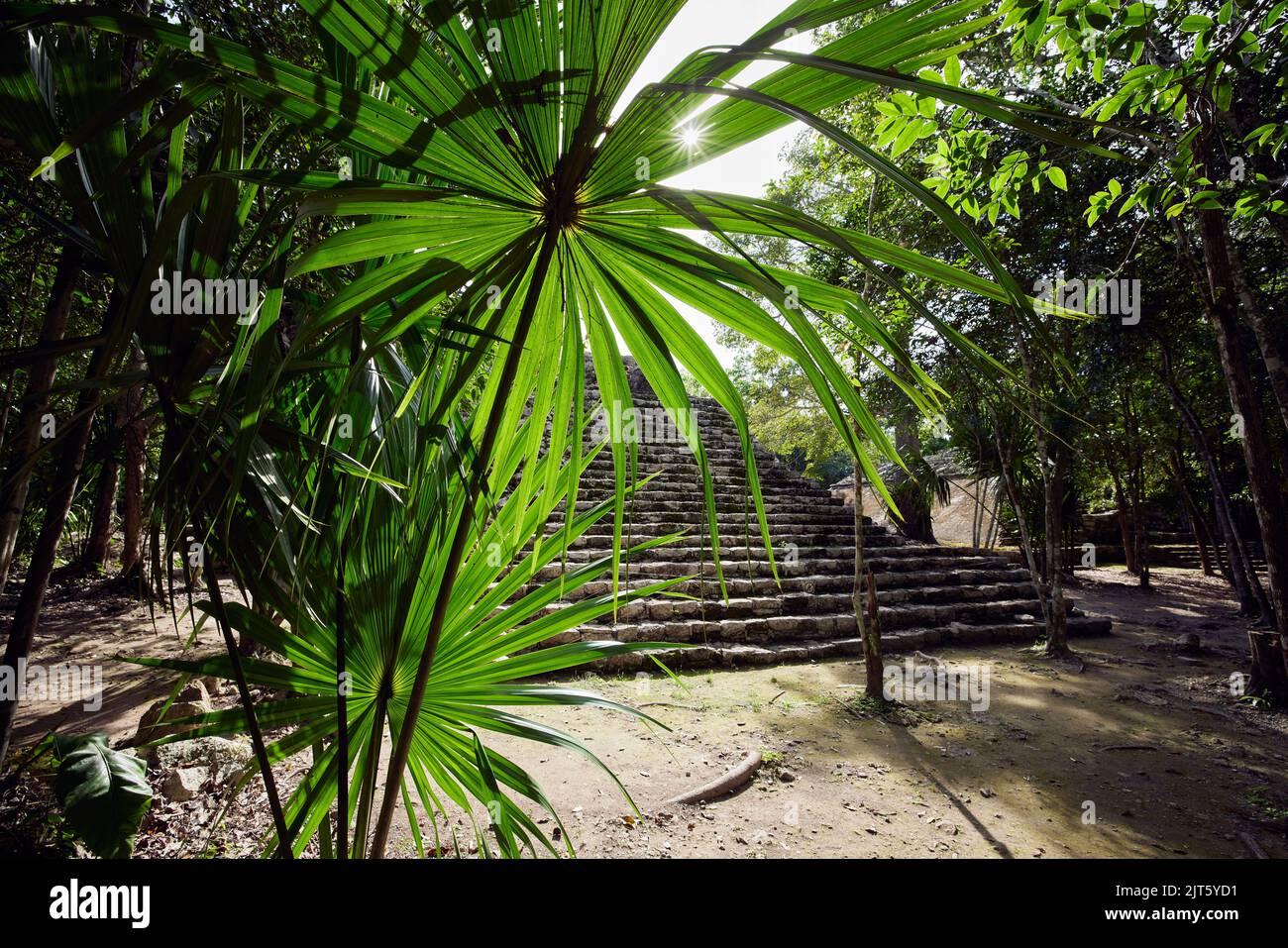 A Closeup of green foilage trees near the entrance stairs of Maya ruins ...