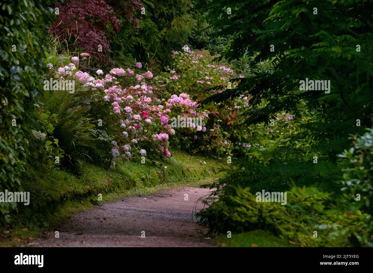 Native trees to ireland hi-res stock photography and images - Alamy