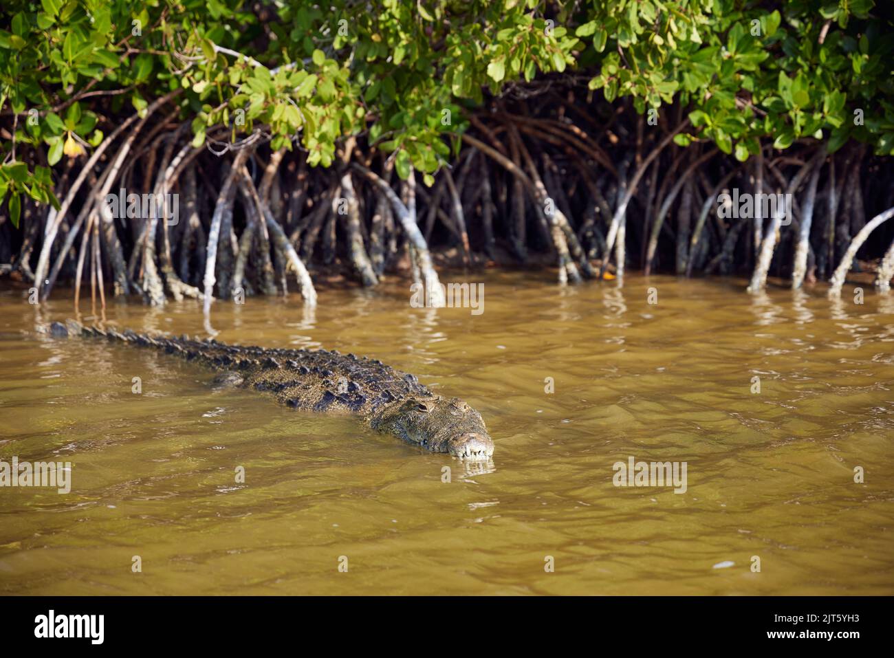 A Crocodile floating in the water in Rio Lagartos, nature reserve ...