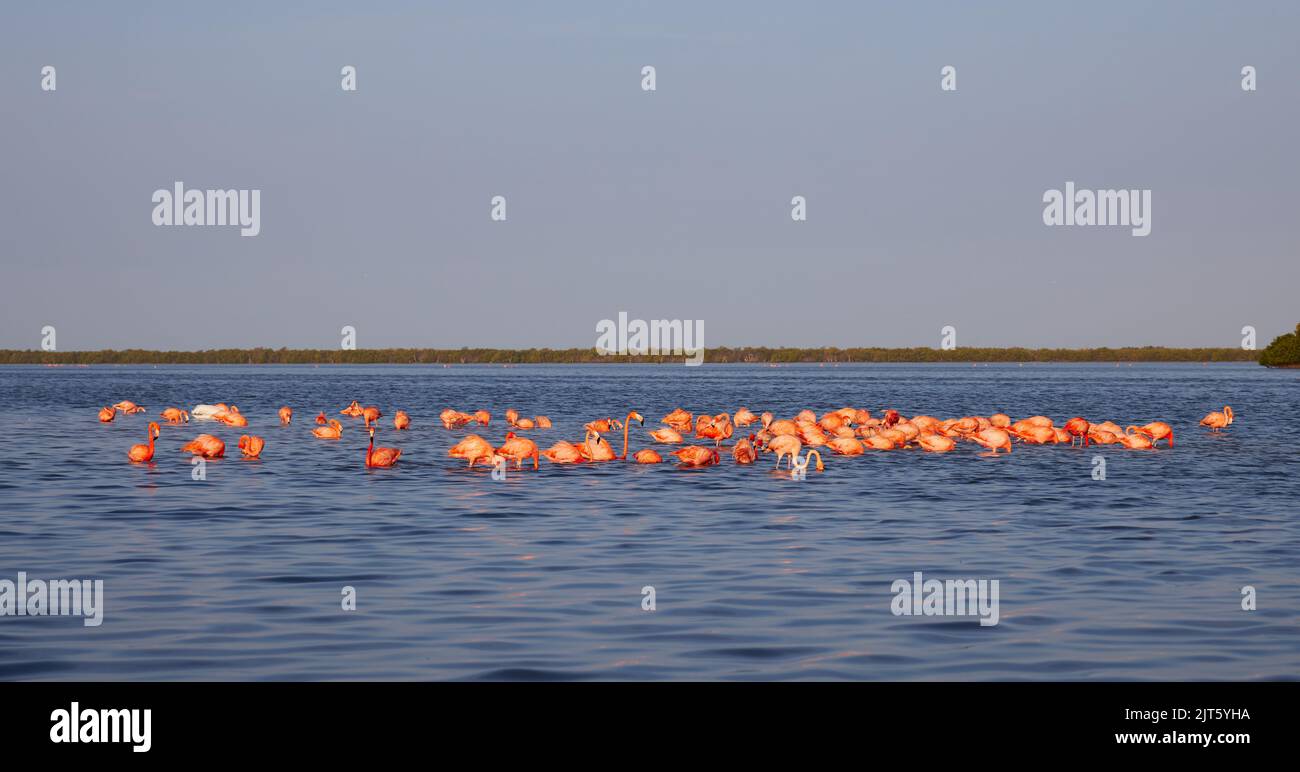 Big group of flamingos in the blue water in Rio Lagartos, Yucatan ...